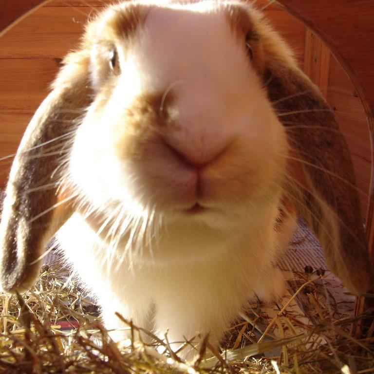 A French Lop Rabbit's Diet