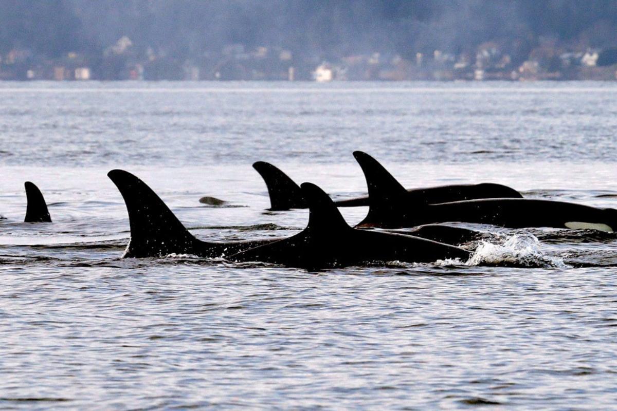Types of Orcas - Killer Whale Species With Photos