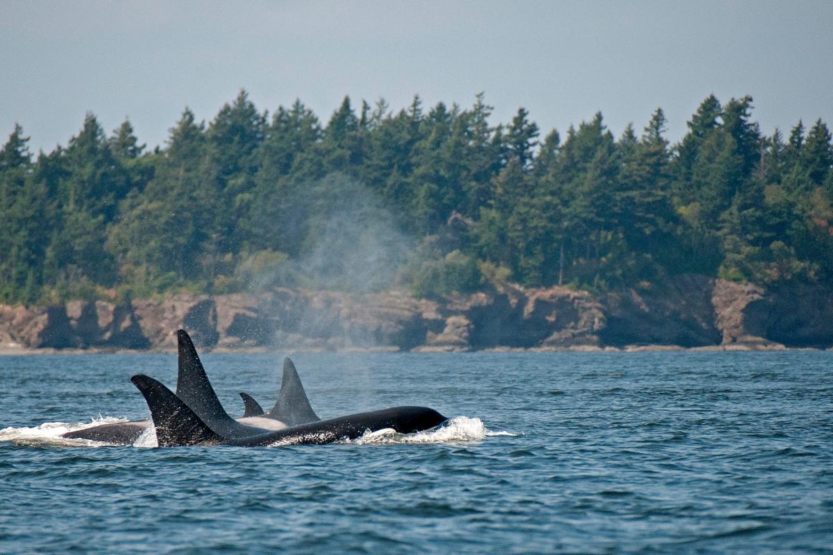 Types of Orcas - Killer Whale Species With Photos