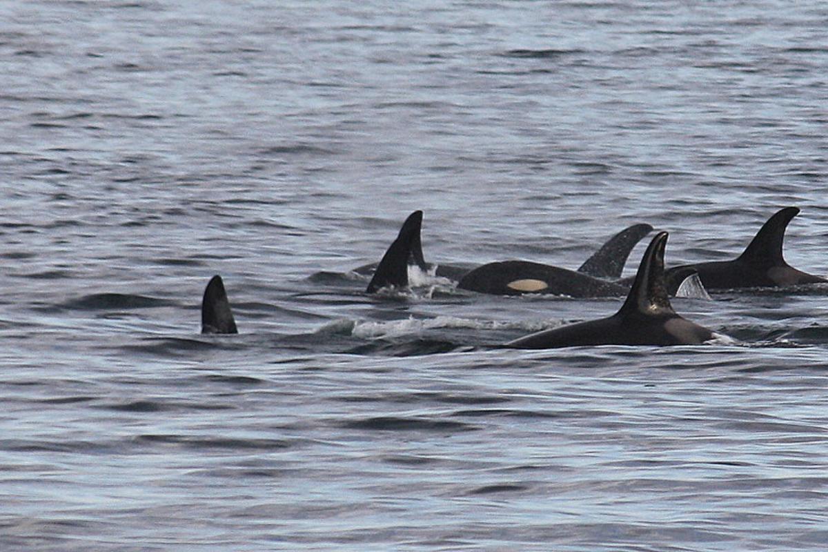 Types of Orcas - Killer Whale Species With Photos