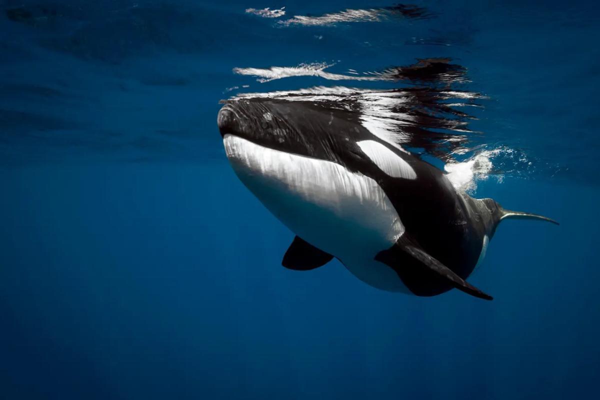Types of Orcas - Killer Whale Species With Photos
