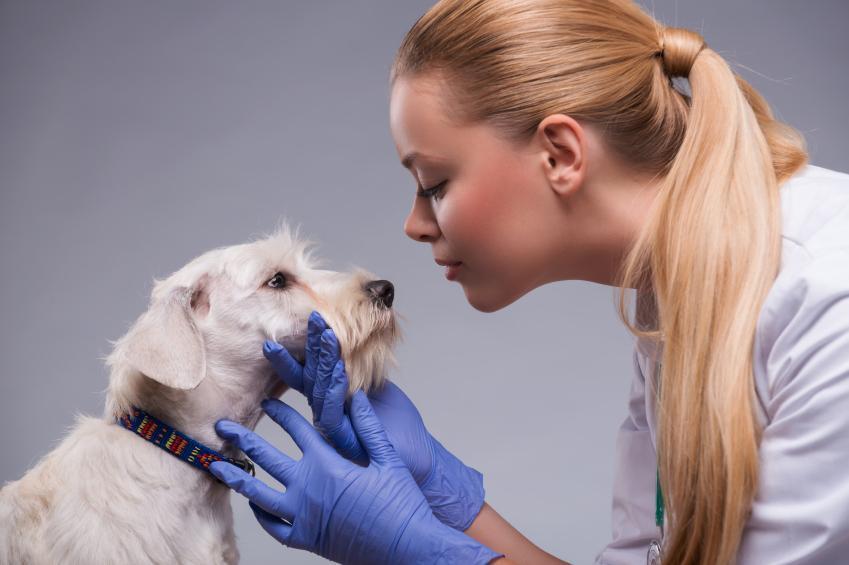 My Dog's Skin Is Turning Yellow - Jaundice in Dogs Causes, Symptoms and ...