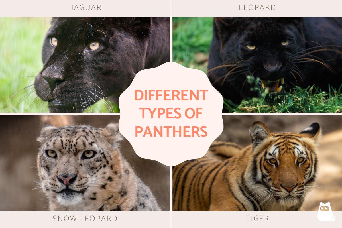 Different Types of Panthers in the World - With Photos