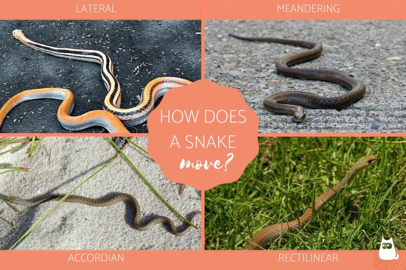How Does a Snake Move? - Four Snake Slither Movements