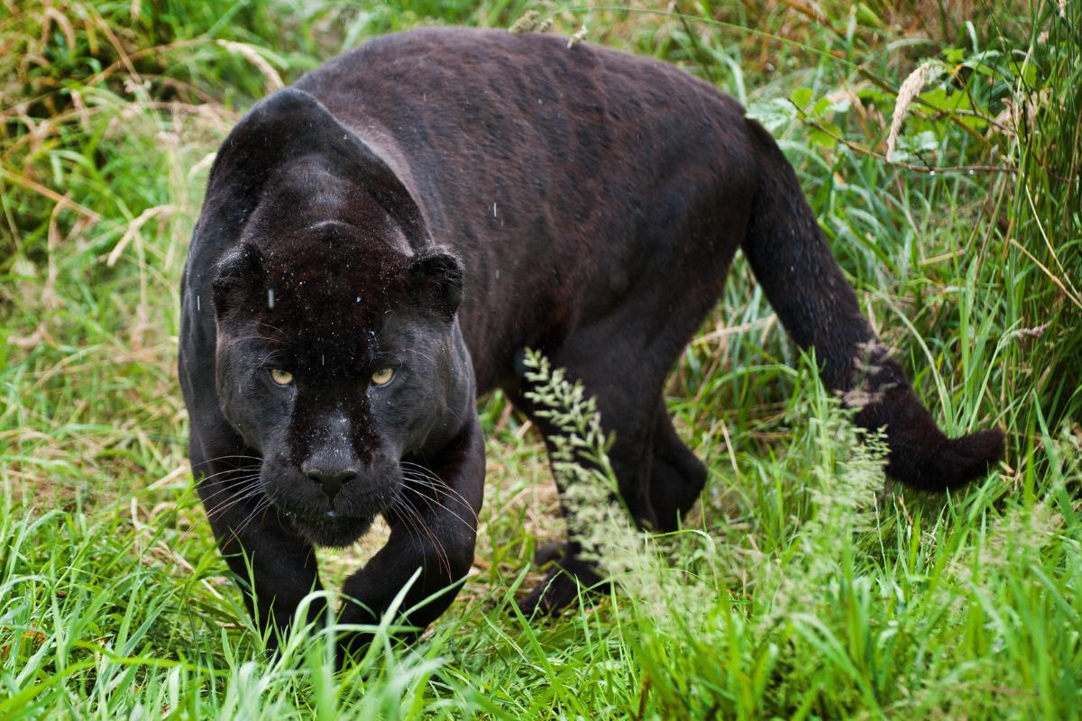 Different Types of Panthers in the World - With Photos