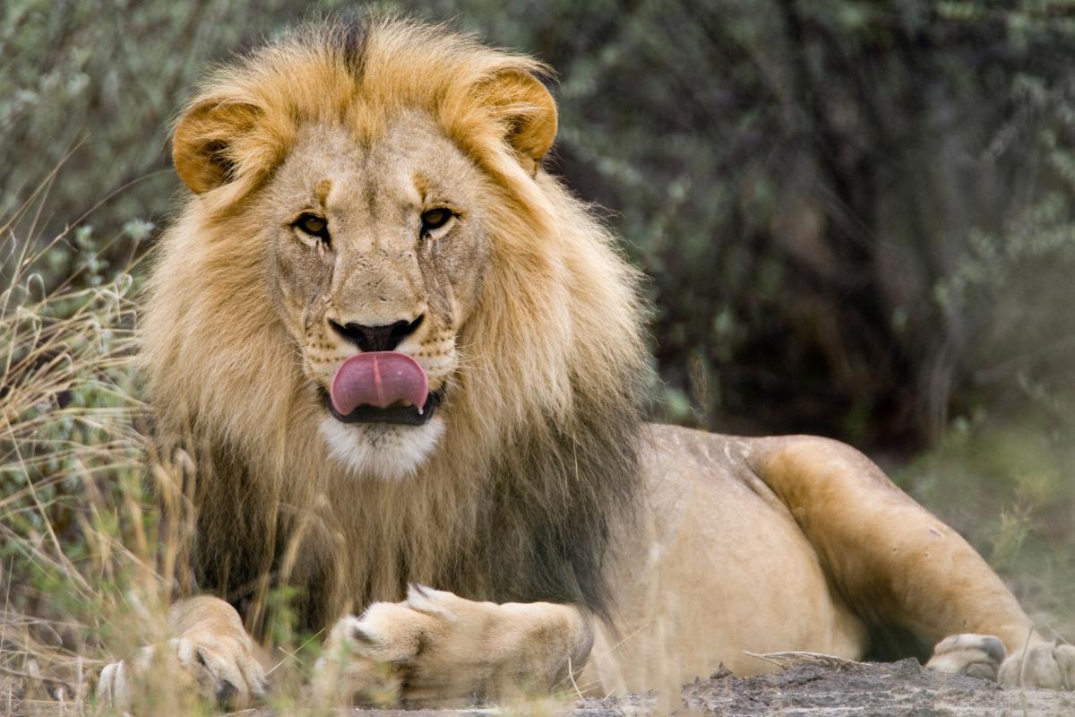 Different Types of Panthers in the World - With Photos