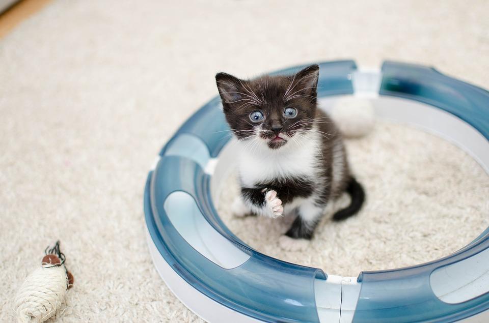 Why Is My Cat Losing Teeth? - Causes of Feline Tooth Loss