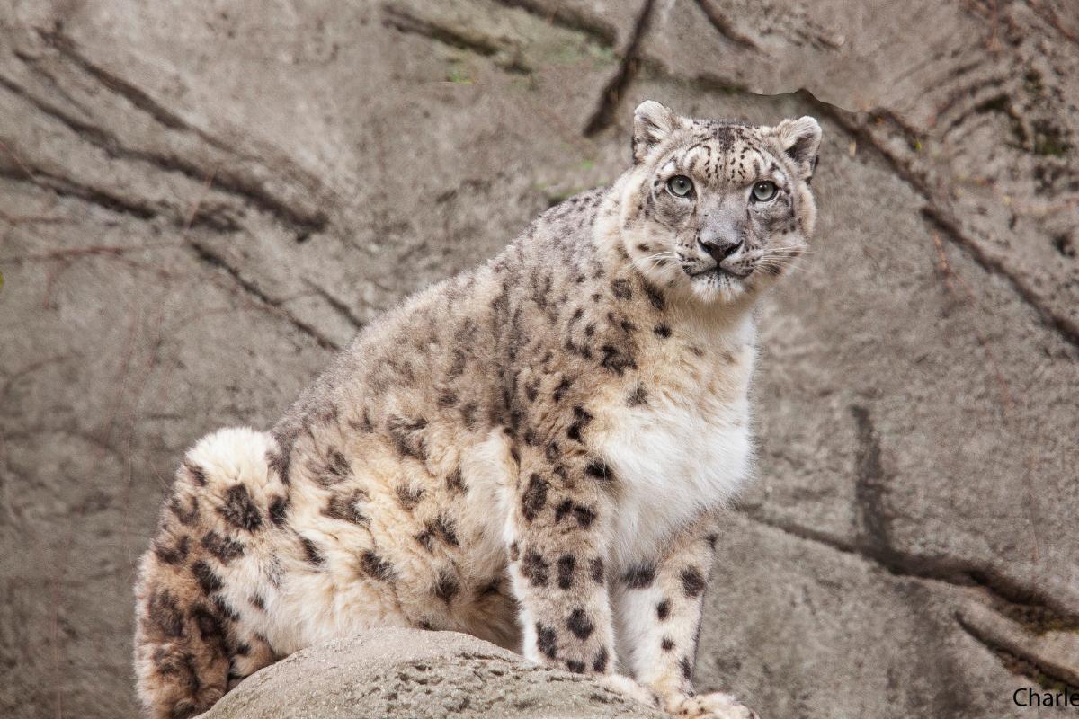 Different Types of Panthers in the World - With Photos