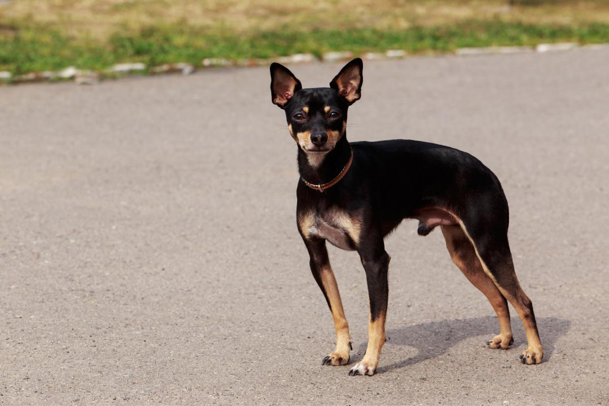 14 Dog Breeds Beginning With M - With Photos