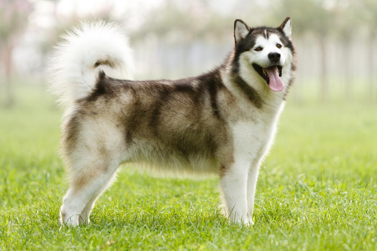 14 Dog Breeds Beginning With M - With Photos