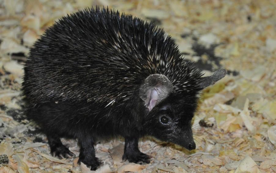 Types of Hedgehogs - A Complete Guide With Photos