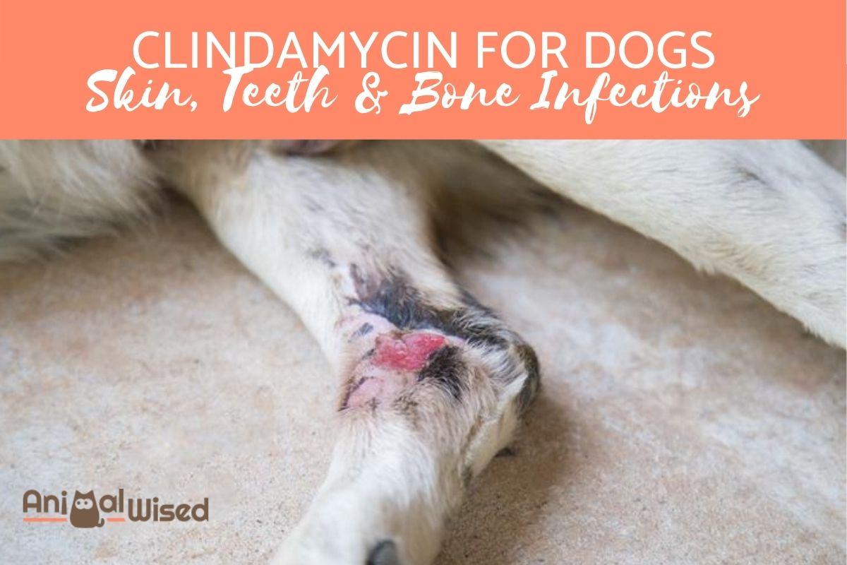 Clindamycin For Dogs With Skin, Teeth and Bone Infections - Dosage and ...