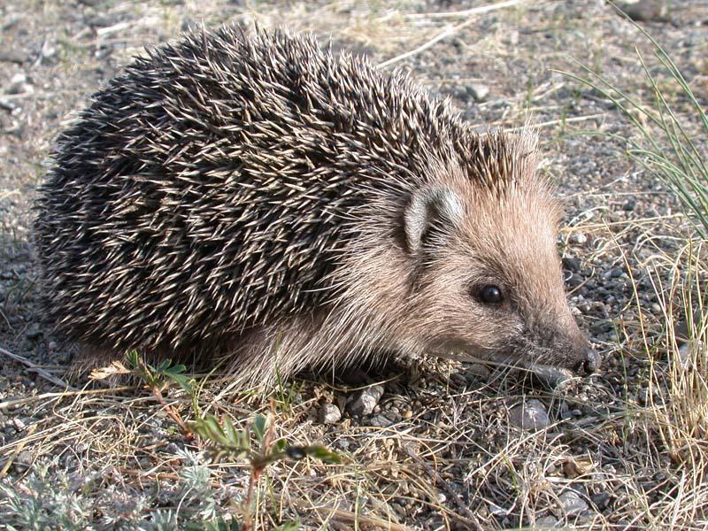 Types of Hedgehogs - A Complete Guide With Photos