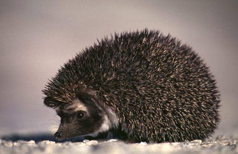 Types of Hedgehogs - A Complete Guide With Photos