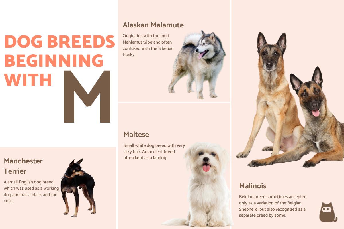 14 Dog Breeds Beginning With M - With Photos