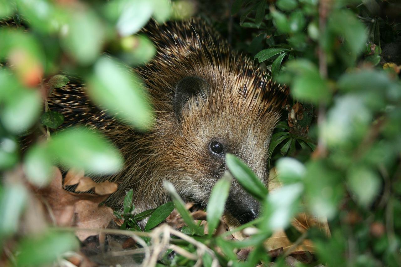 Types of Hedgehogs - A Complete Guide With Photos