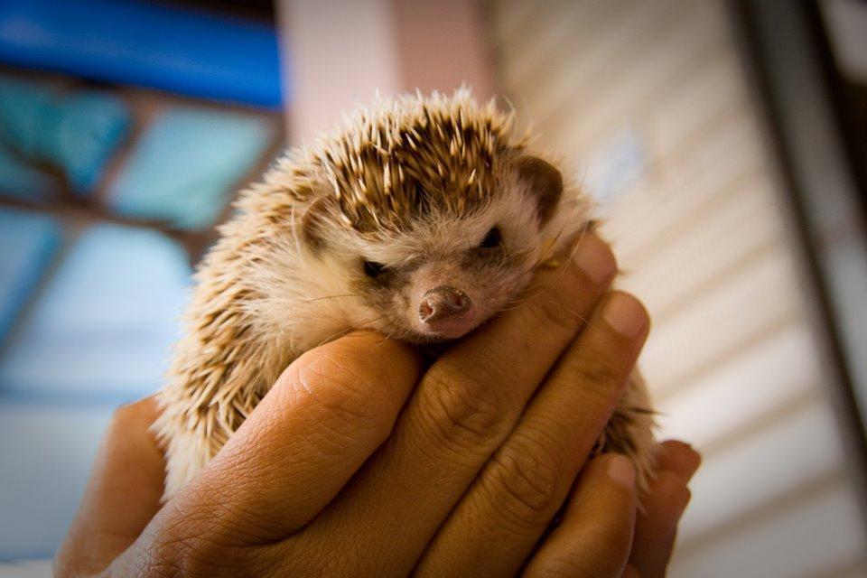 Types of Hedgehogs - A Complete Guide With Photos