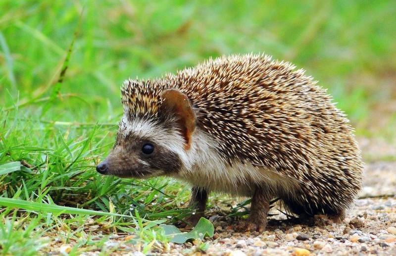 Types of Hedgehogs - A Complete Guide With Photos
