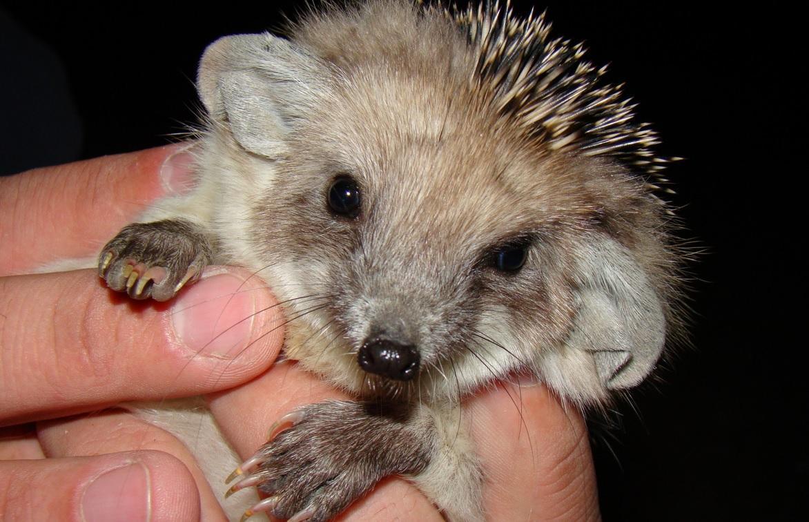 Types of Hedgehogs - A Complete Guide With Photos