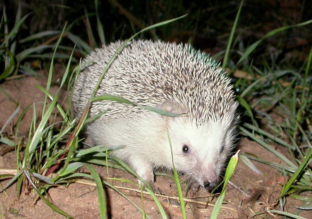 Types of Hedgehogs - A Complete Guide With Photos