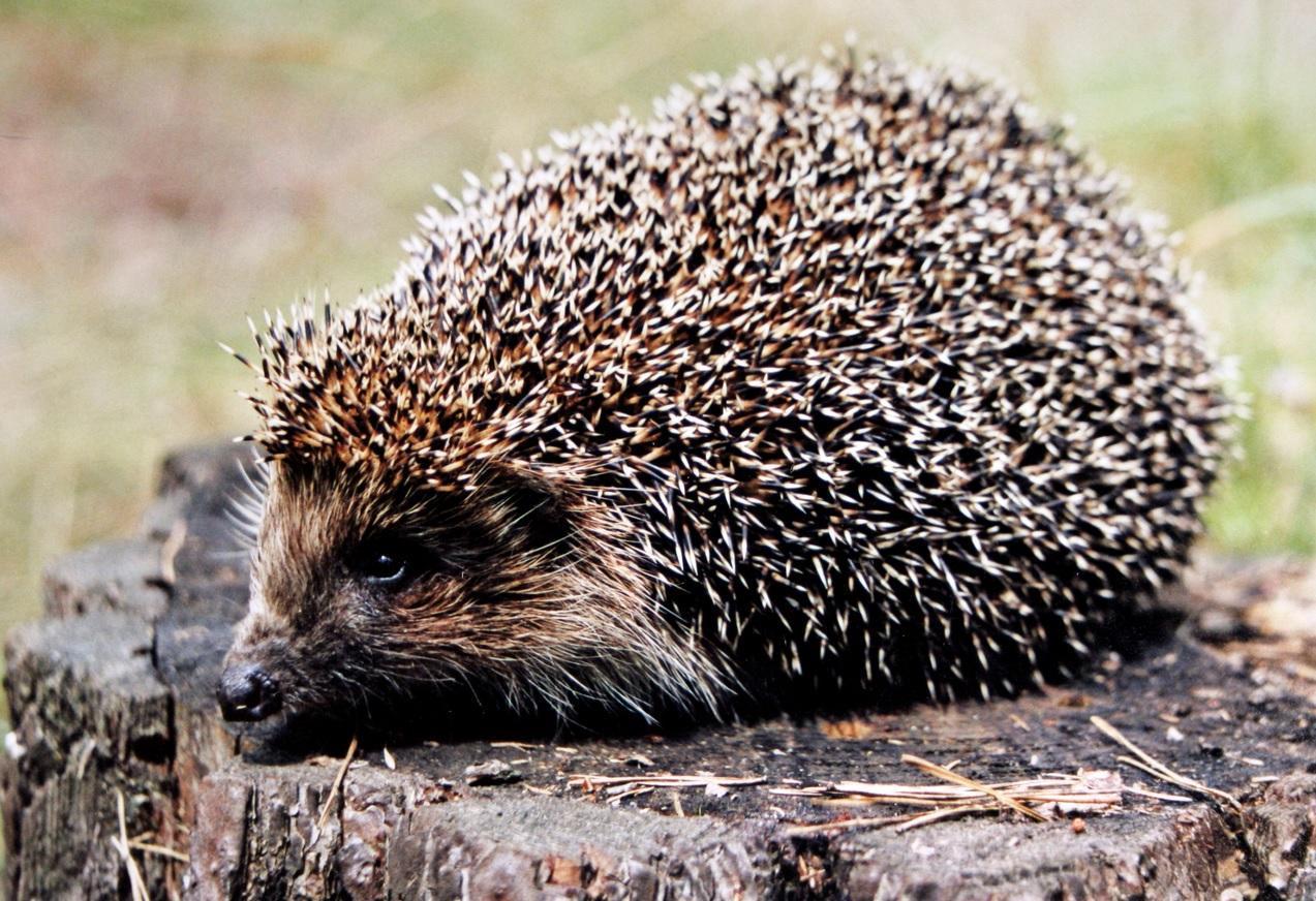 Types of Hedgehogs - A Complete Guide With Photos