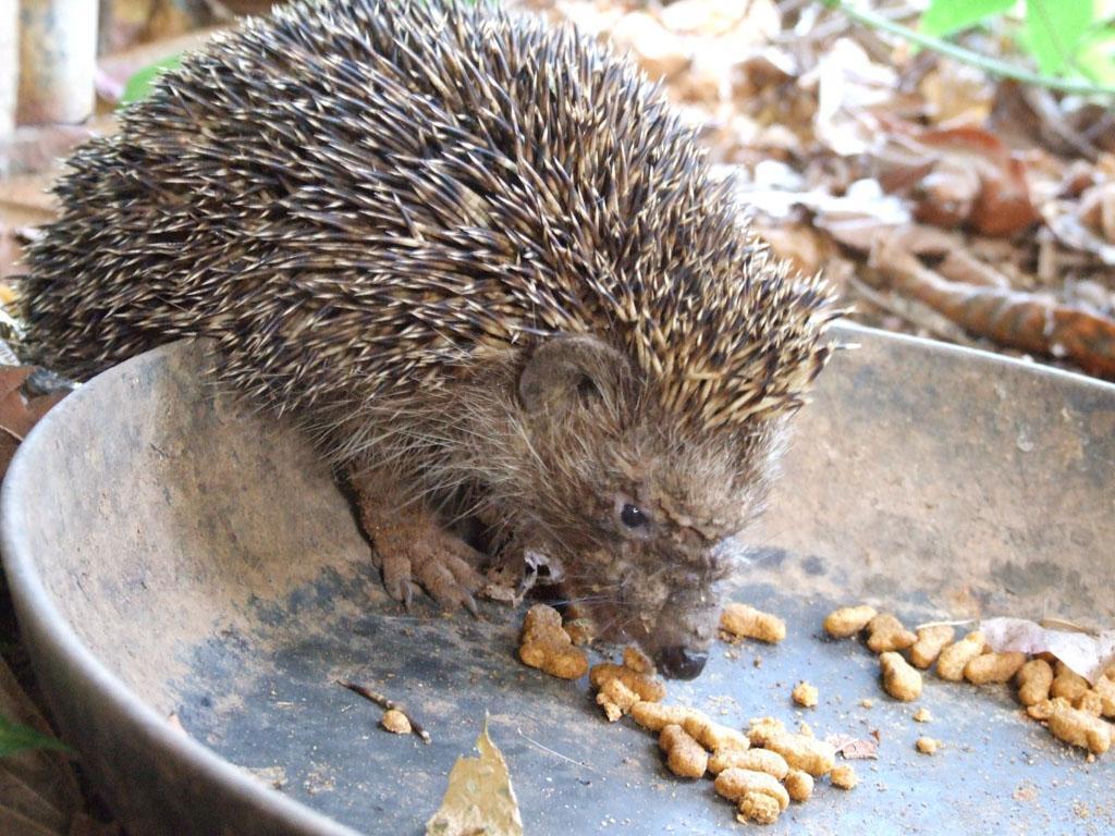 Types of Hedgehogs - A Complete Guide With Photos