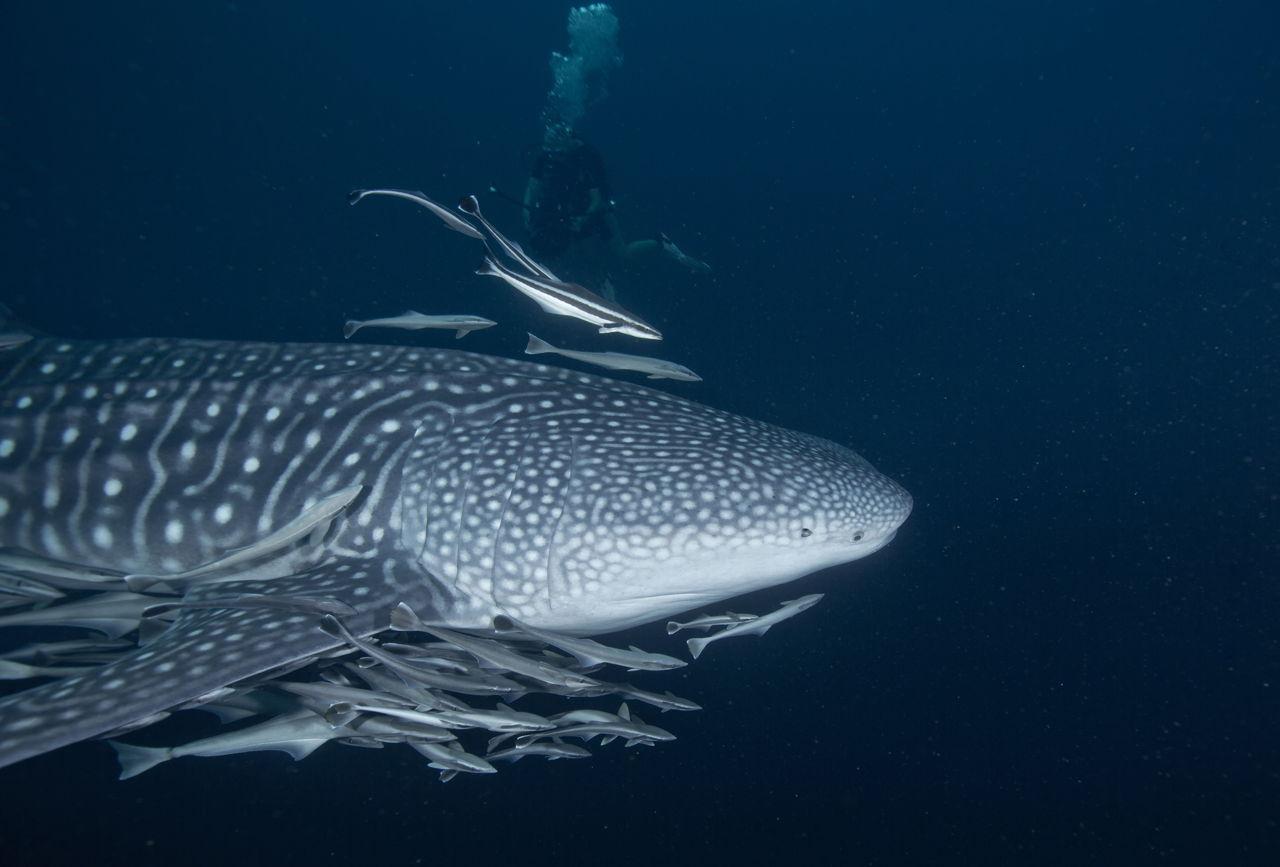 Symbiosis Definition and Examples