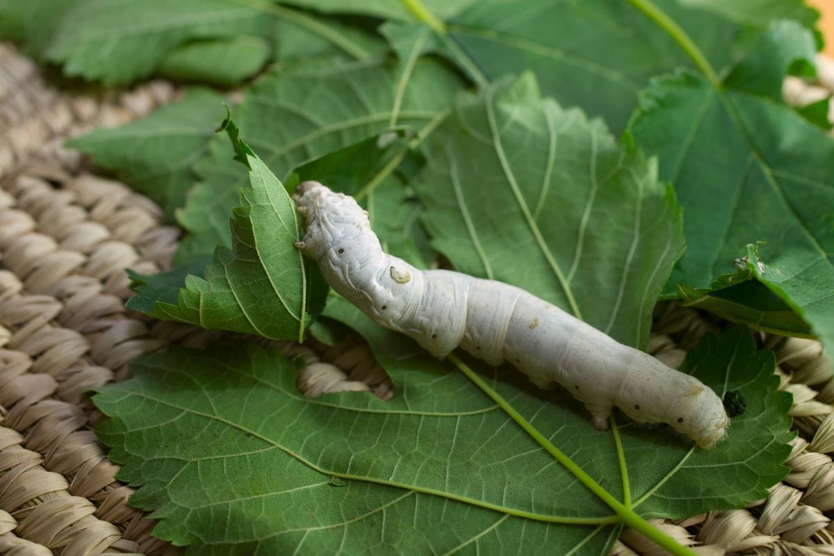 8 Types of Silkworm - Breeds and Species Complete List With Photos