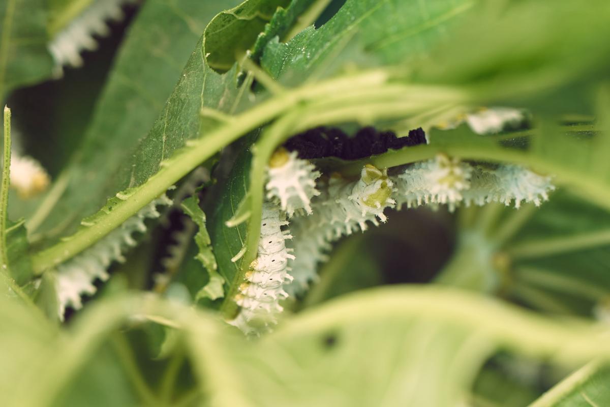 8 Types of Silkworm - Breeds and Species Complete List With Photos