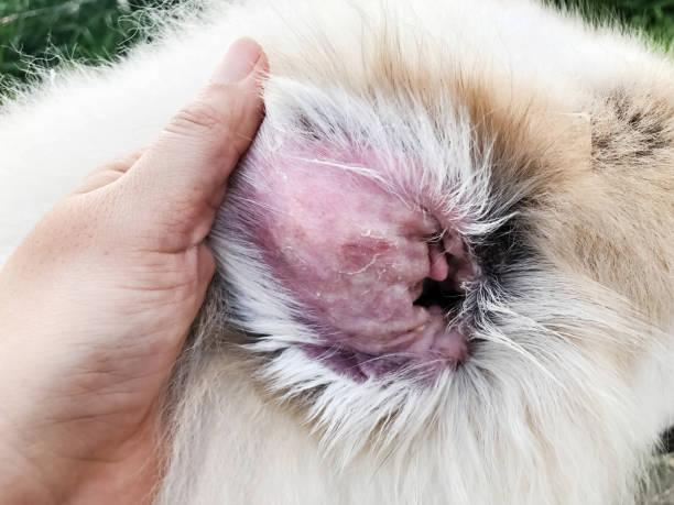 MALASSEZIA In Dogs - Contagion, Symptoms, Causes and TREATMENT!