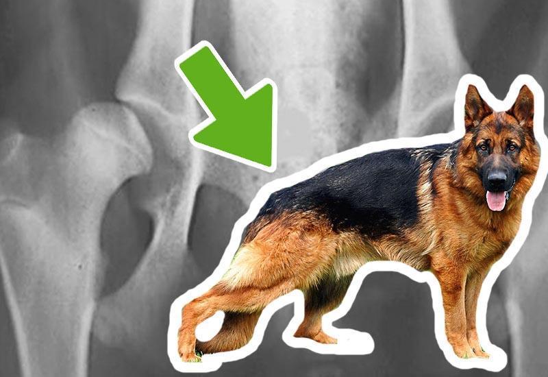My Dog Can't Walk on Their Back Legs All of a Sudden - Causes and Treatment
