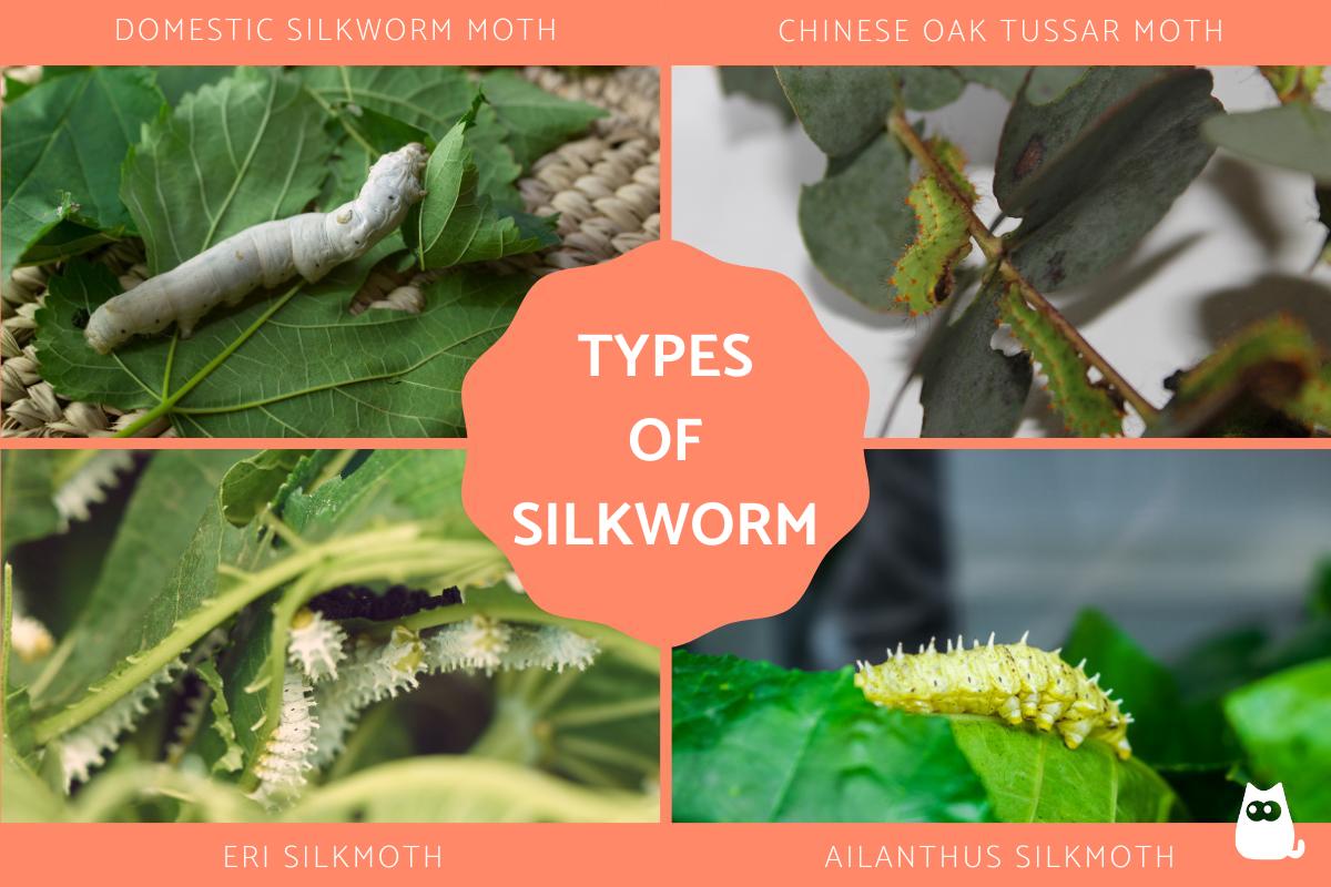 8 Types of Silkworm - Breeds and Species Complete List With Photos