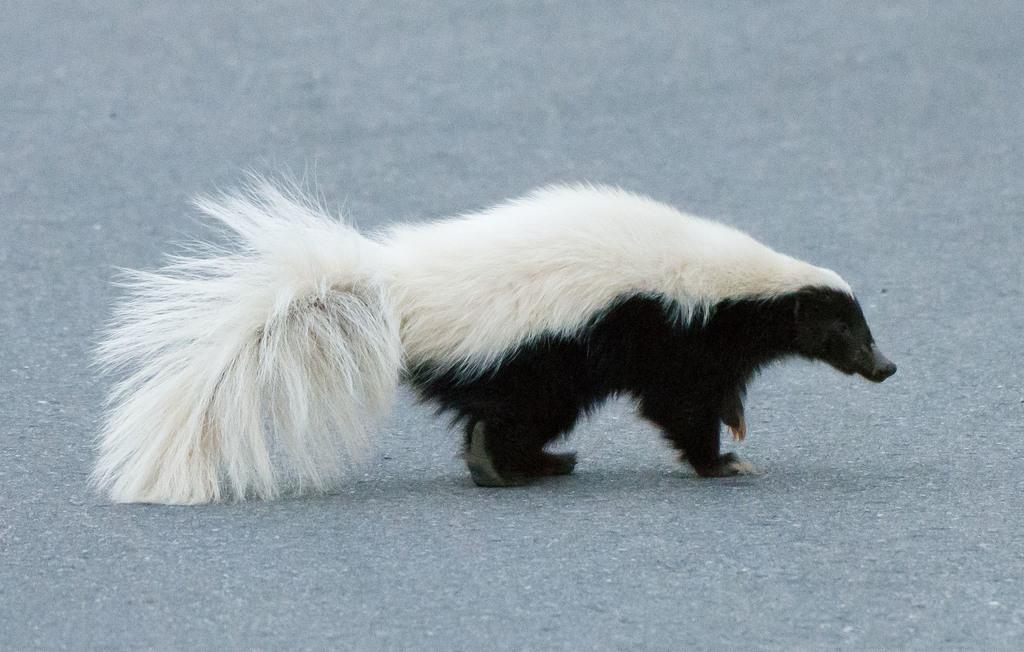 12 Different Types of Skunks - All Skunk Types With Photos