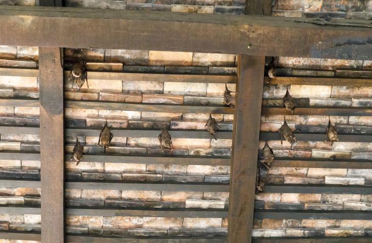 How to Get Rid of Bats - From Roof, Attic or Anywhere in the House