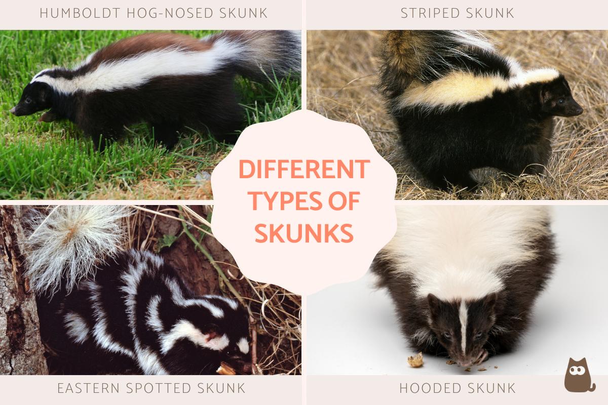12 Different Types of Skunks - All Skunk Types With Photos