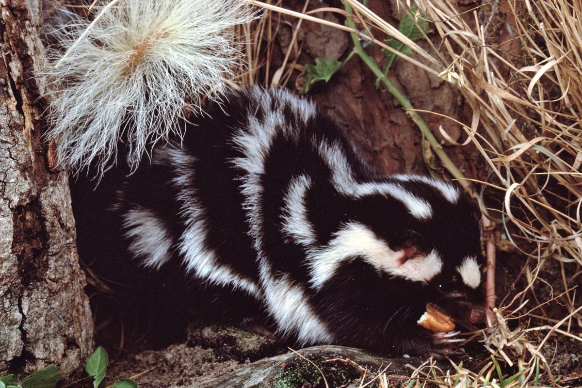 12 Different Types of Skunks - All Skunk Types With Photos