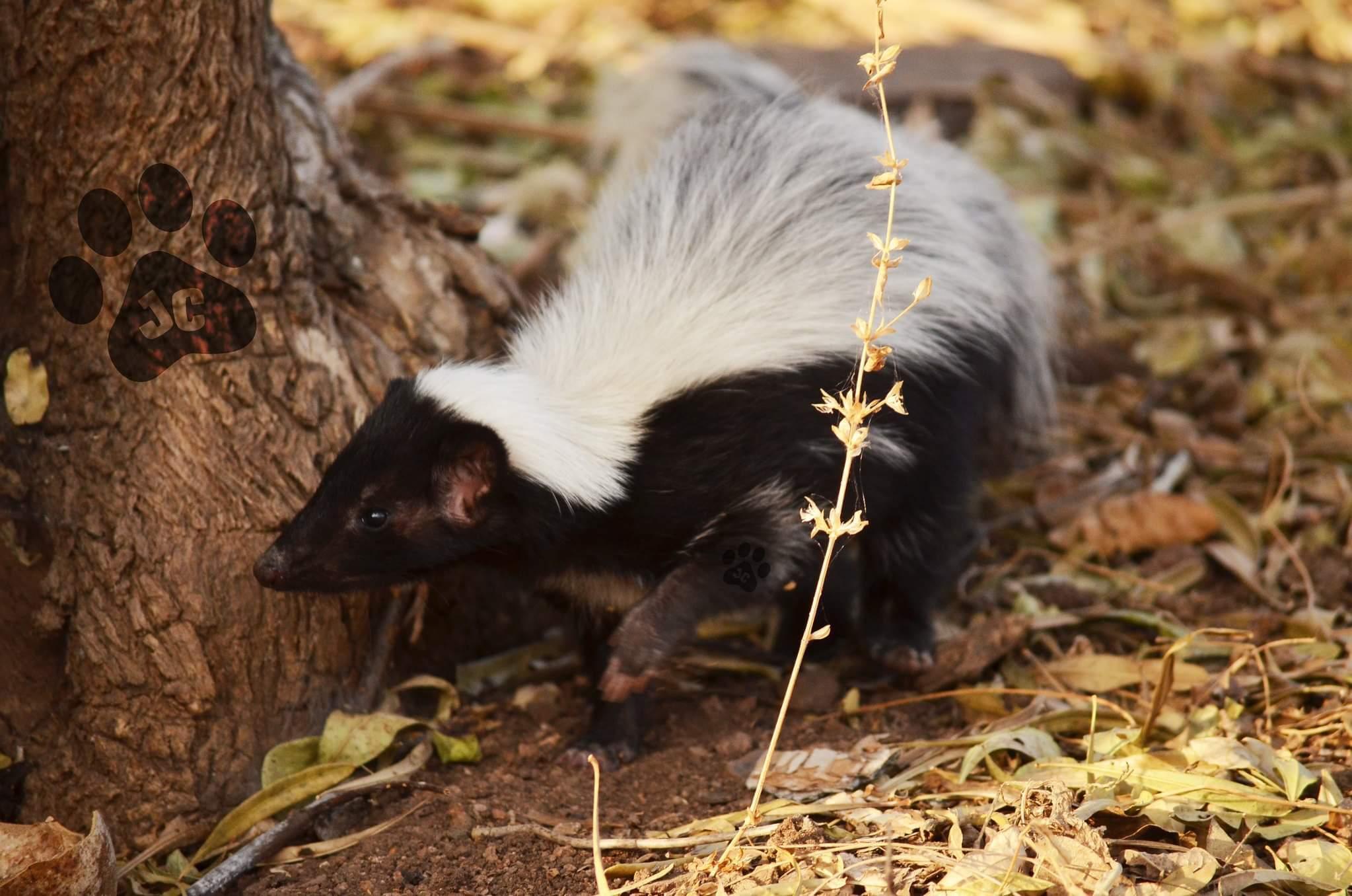 12 Different Types of Skunks - All Skunk Types With Photos