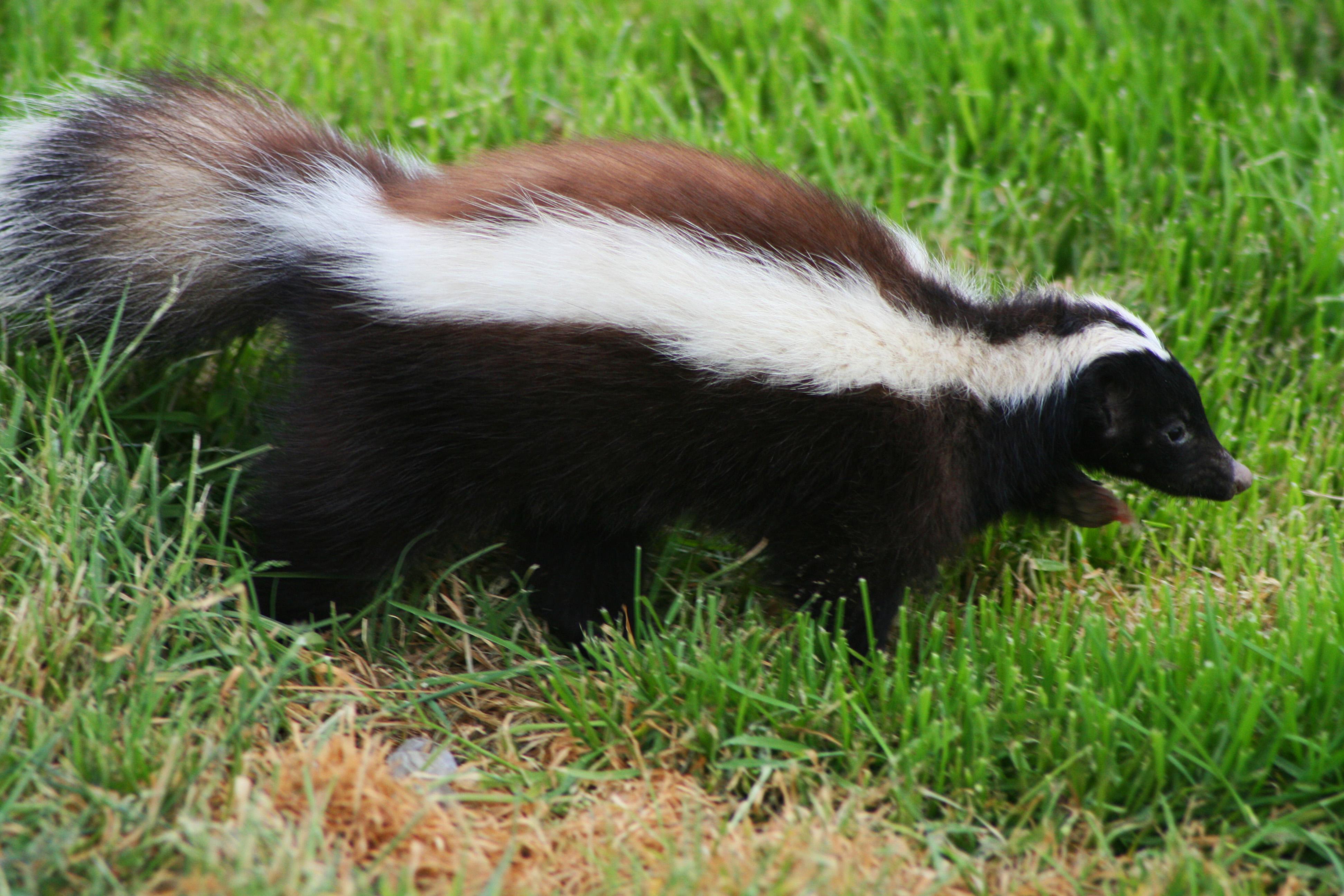 12 Different Types of Skunks - All Skunk Types With Photos