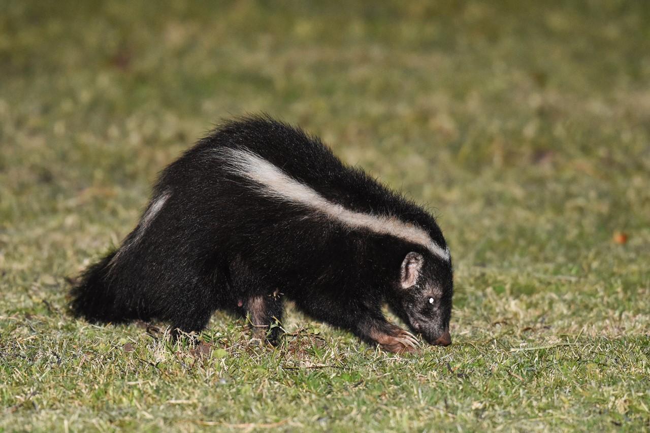 12 Different Types of Skunks - All Skunk Types With Photos
