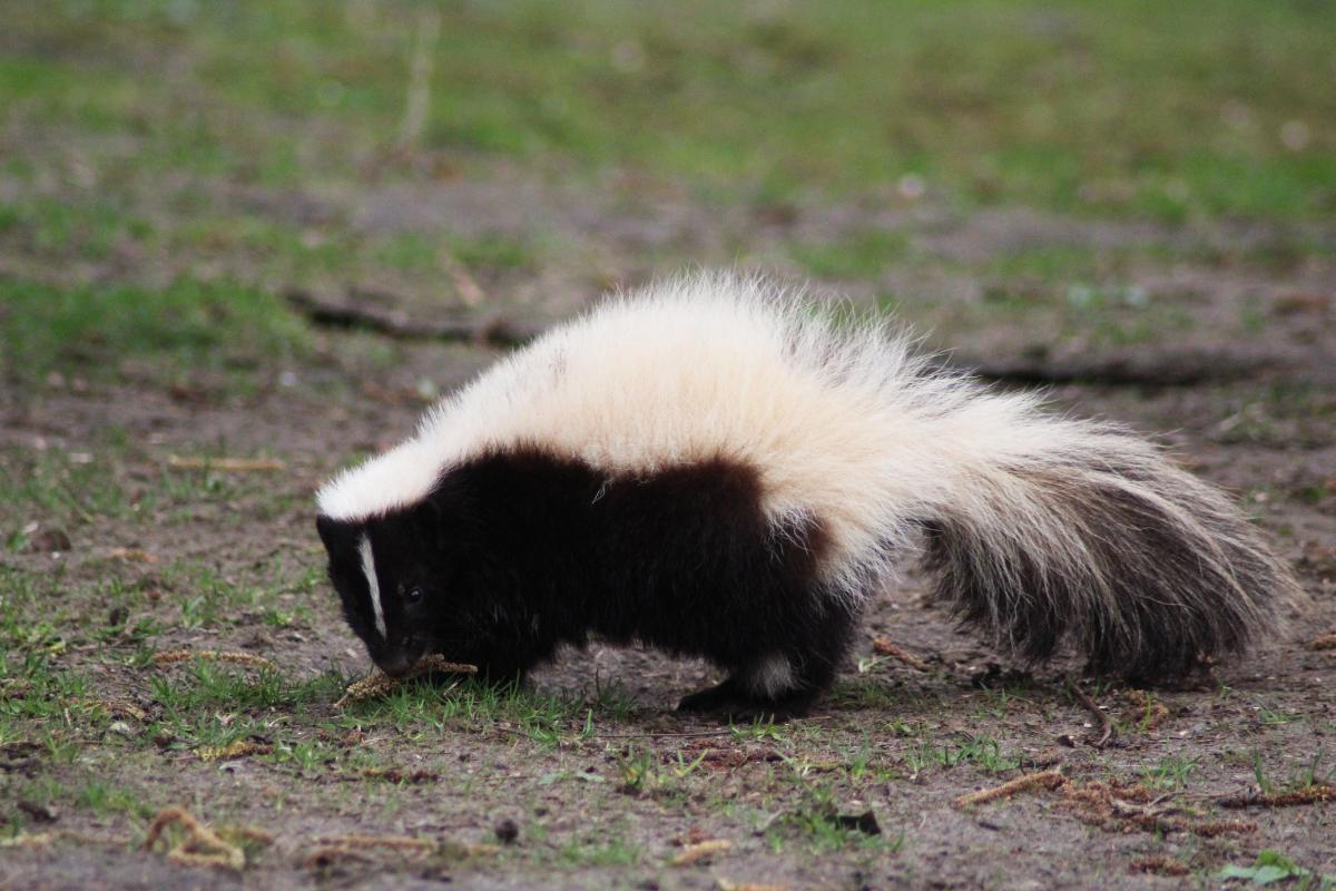 12 Different Types of Skunks - All Skunk Types With Photos