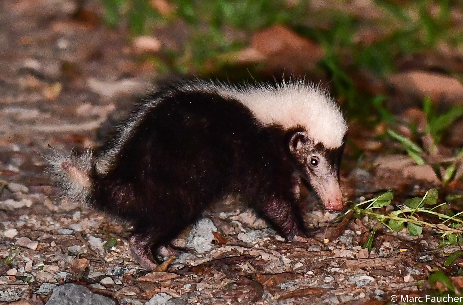 12 Different Types of Skunks - All Skunk Types With Photos