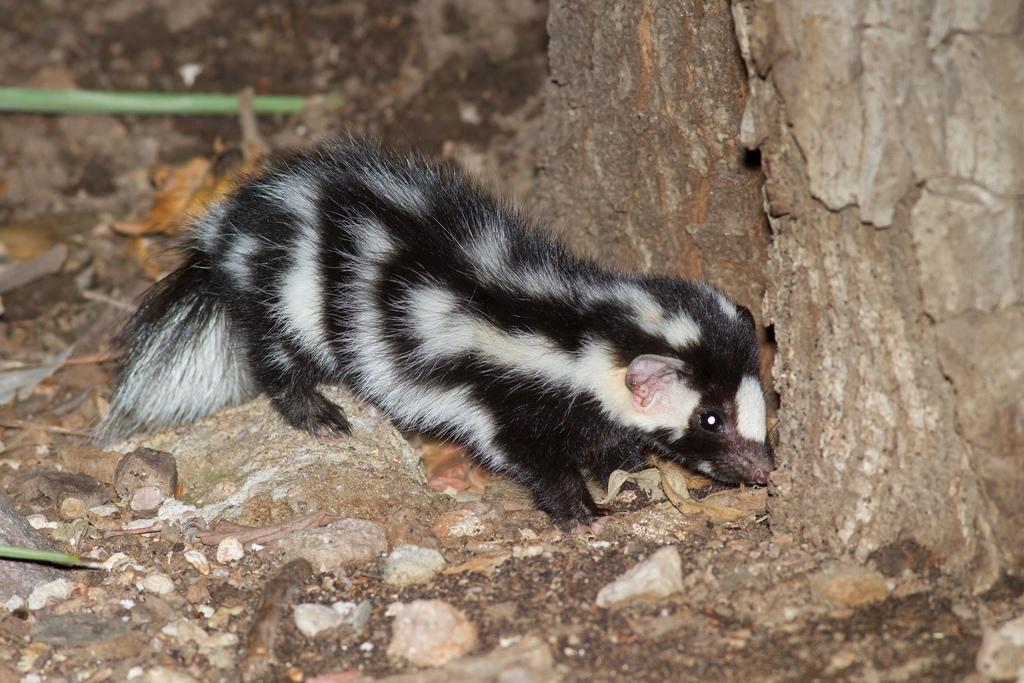 12 Different Types of Skunks - All Skunk Types With Photos