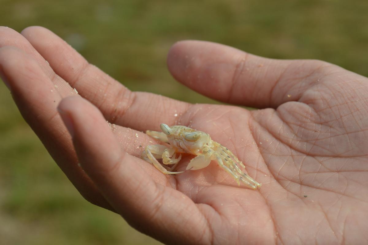 How Do Crabs Reproduce? - Lifecycle From Eggs to Adults