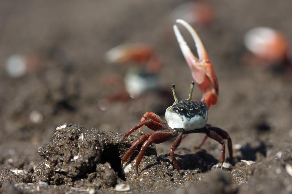 How Do Crabs Reproduce? - Lifecycle From Eggs to Adults