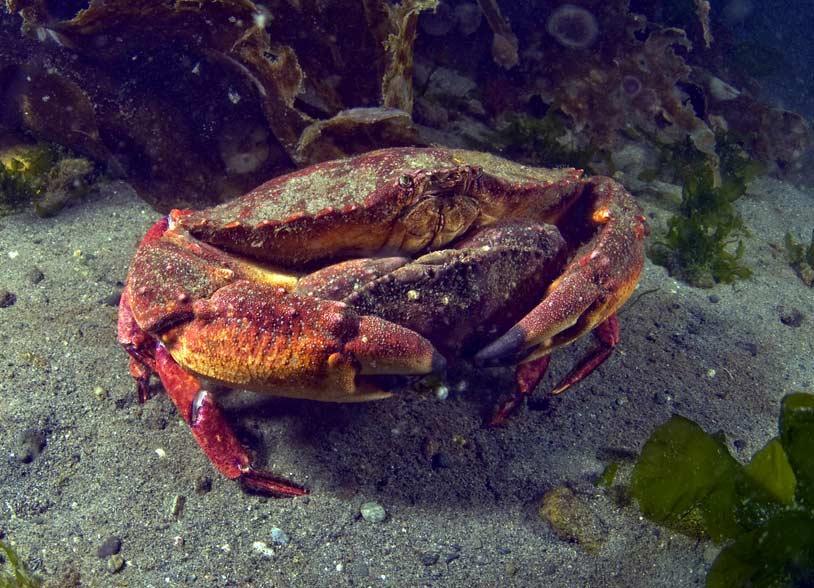 How Do Crabs Reproduce? - Lifecycle From Eggs to Adults