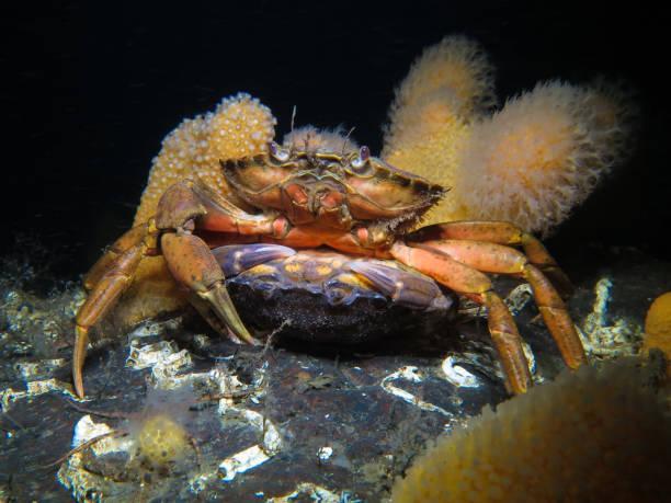 How Do Crabs Reproduce? - Lifecycle From Eggs to Adults