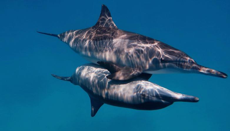 Dolphin Mating and Reproduction - How Dolphins Mate