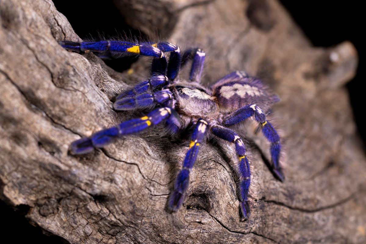 Are Tarantulas Dangerous? - The Truth About Tarantula Venom
