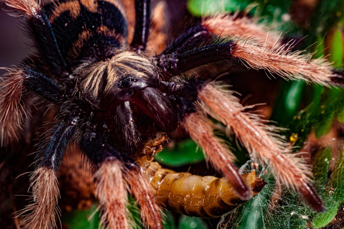 Are Tarantulas Dangerous? - The Truth About Tarantula Venom