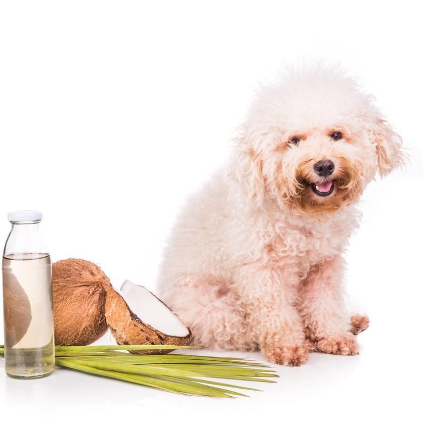 Coconut Oil for Dogs - Benefits and Uses